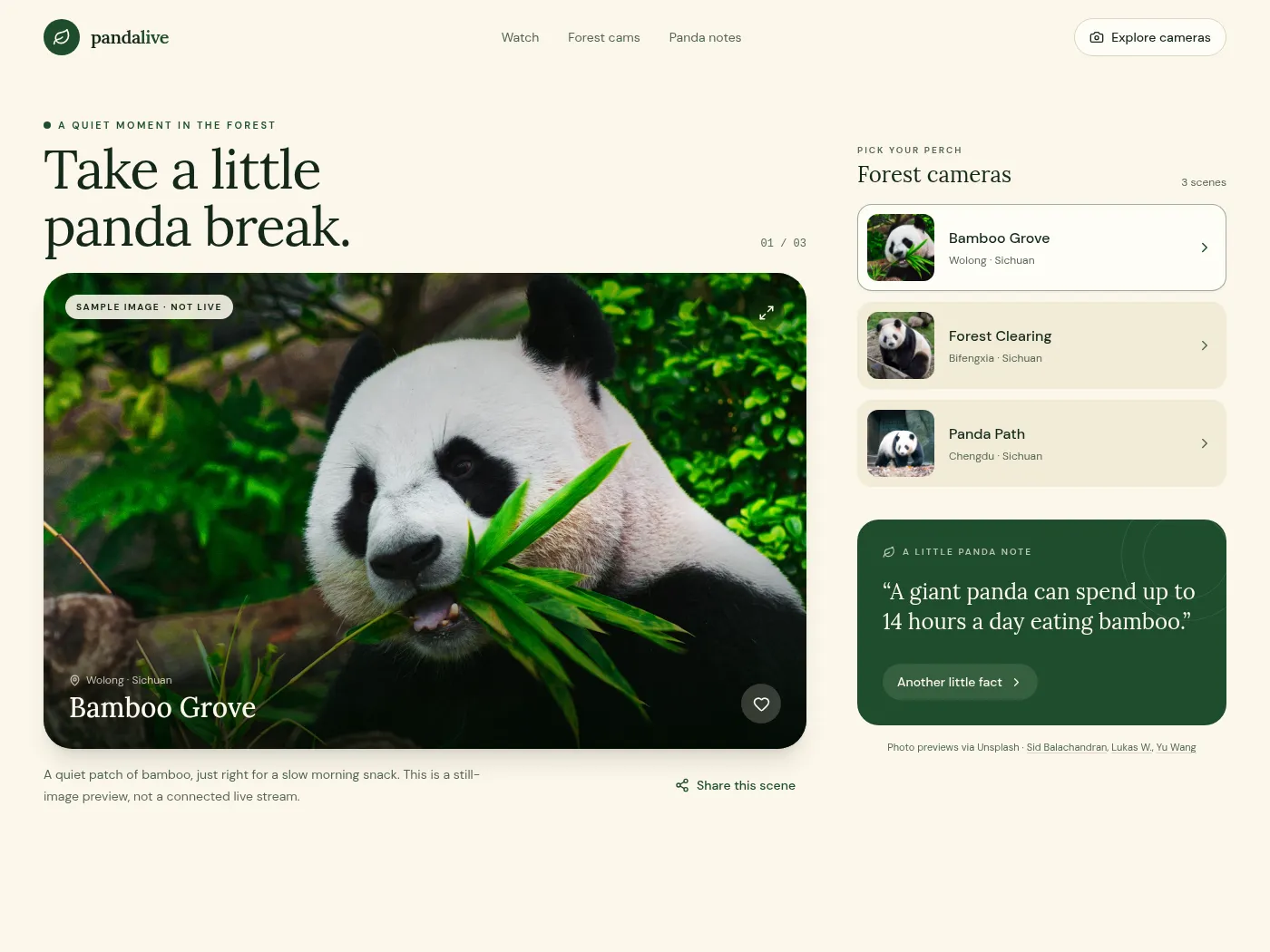 Panda Live Stream