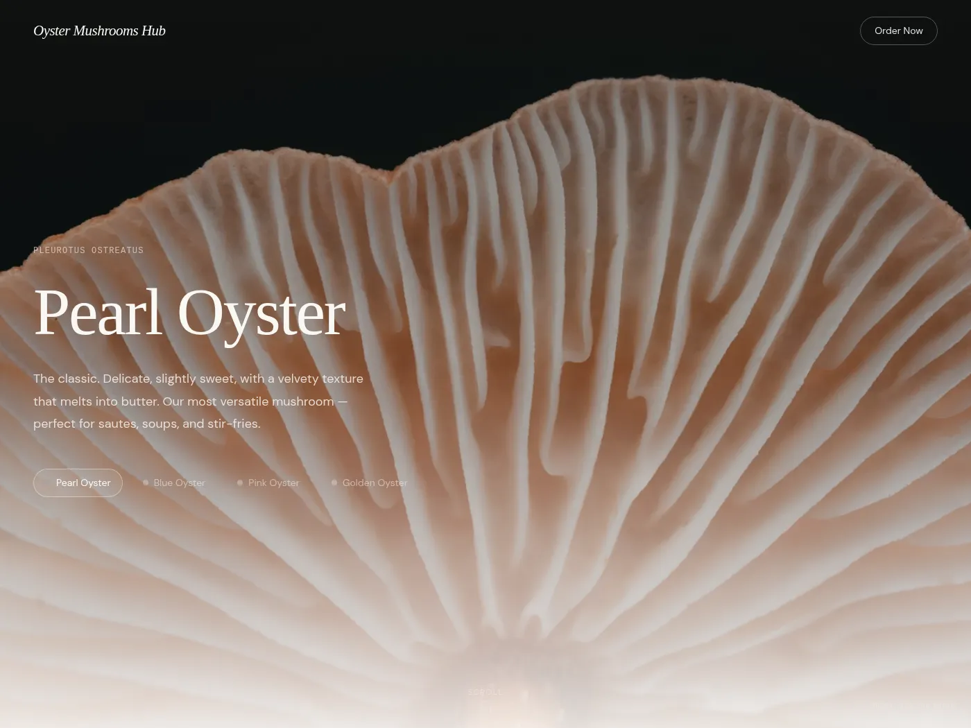 Oyster Mushrooms Hub