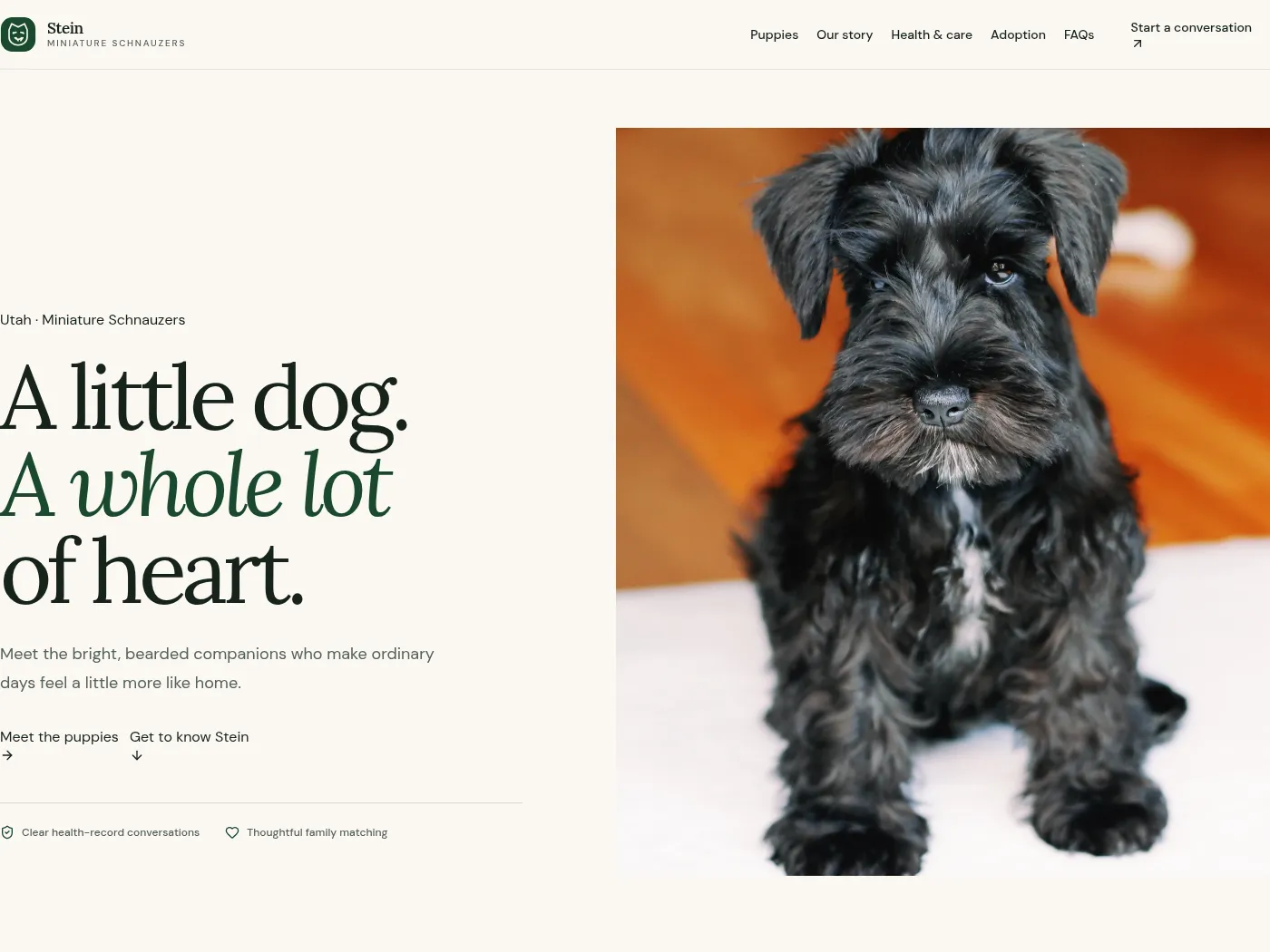 Stein Schnauzer Breeder Site