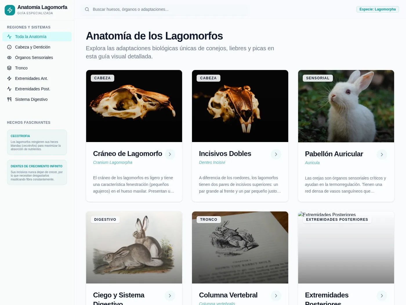 Anatomía Visual Español
