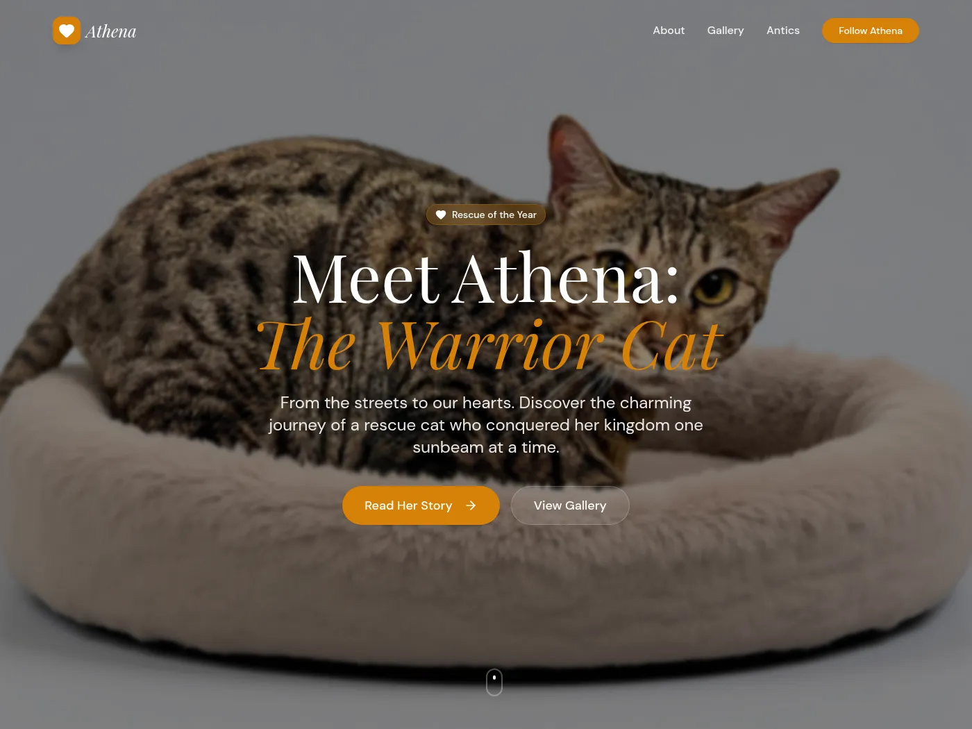 Athena the Rescue Cat