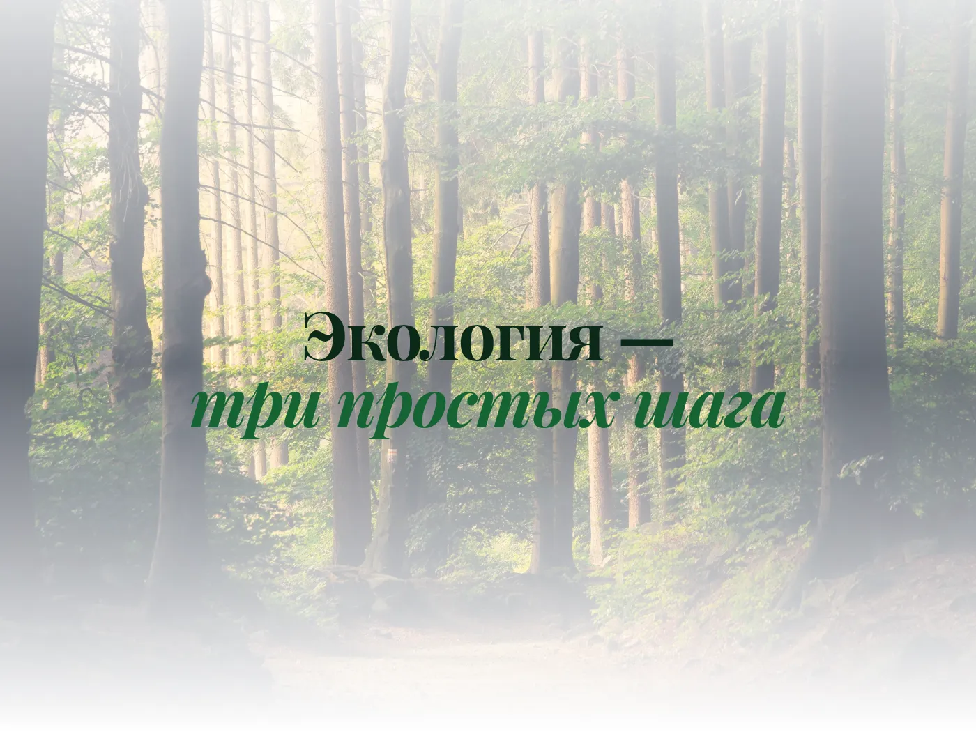 Eco Steps Web