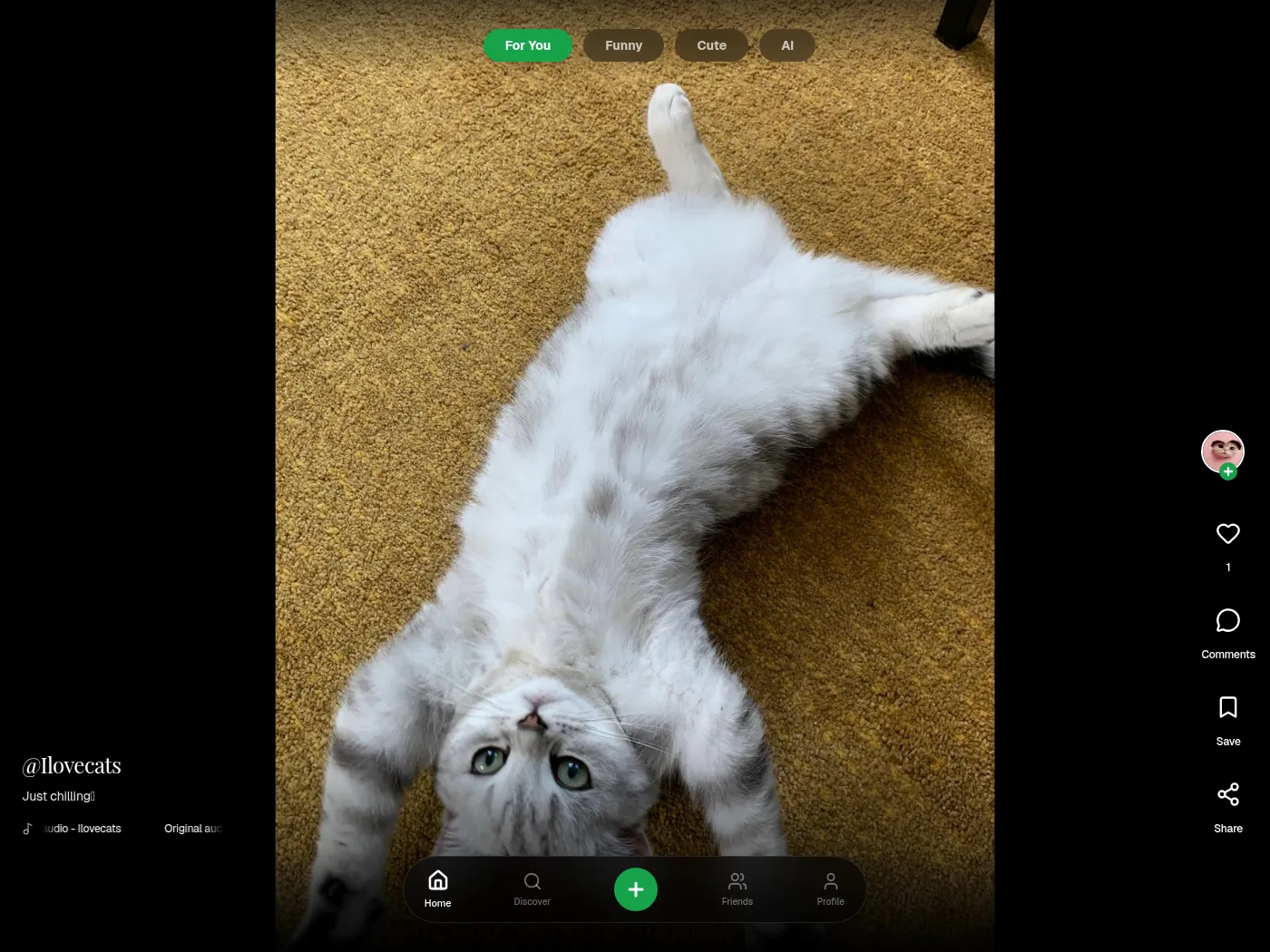 Infinite Cat Video Feed (Remix)