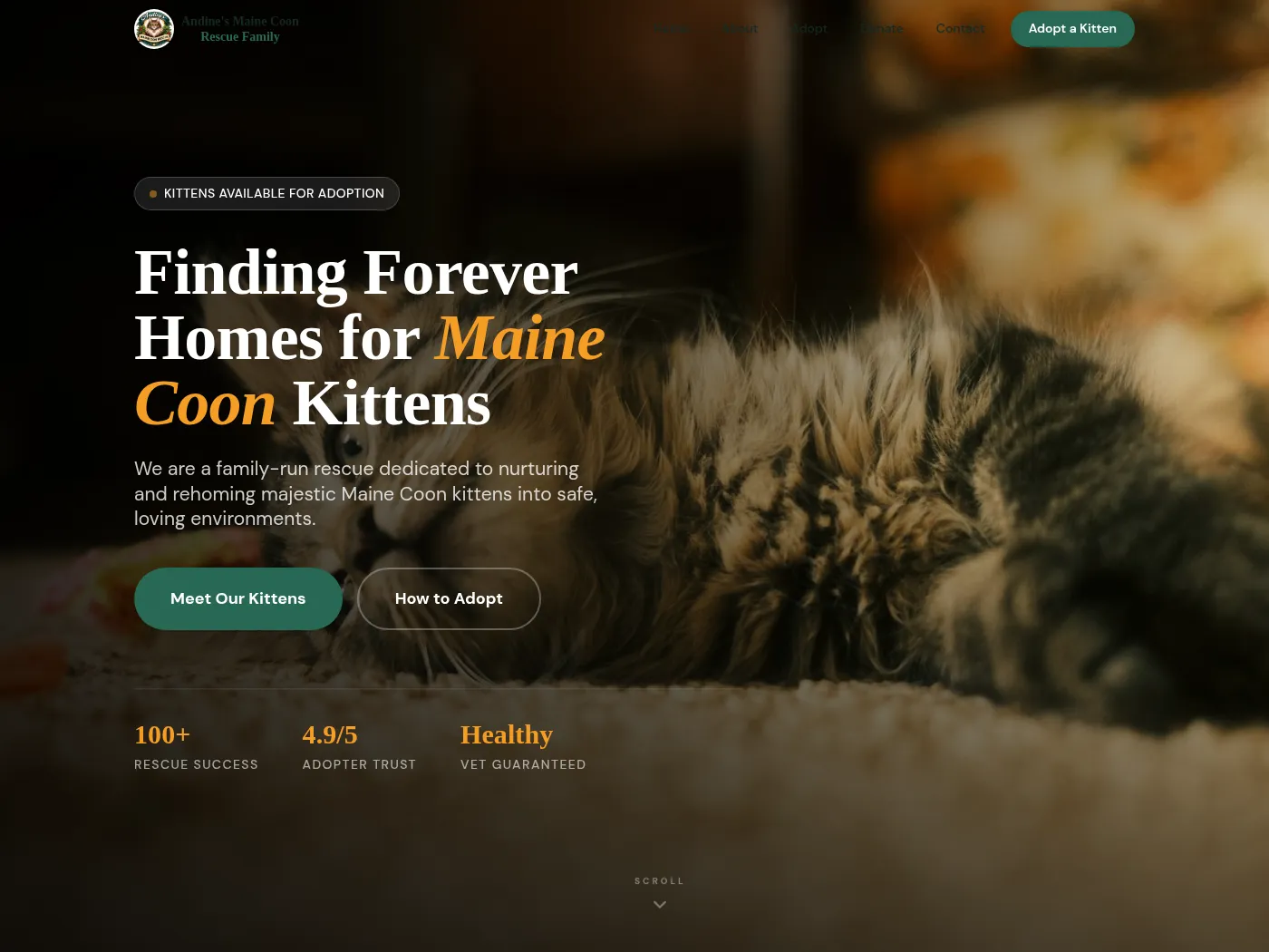 Maine Coon Rescue Hub (Remix)