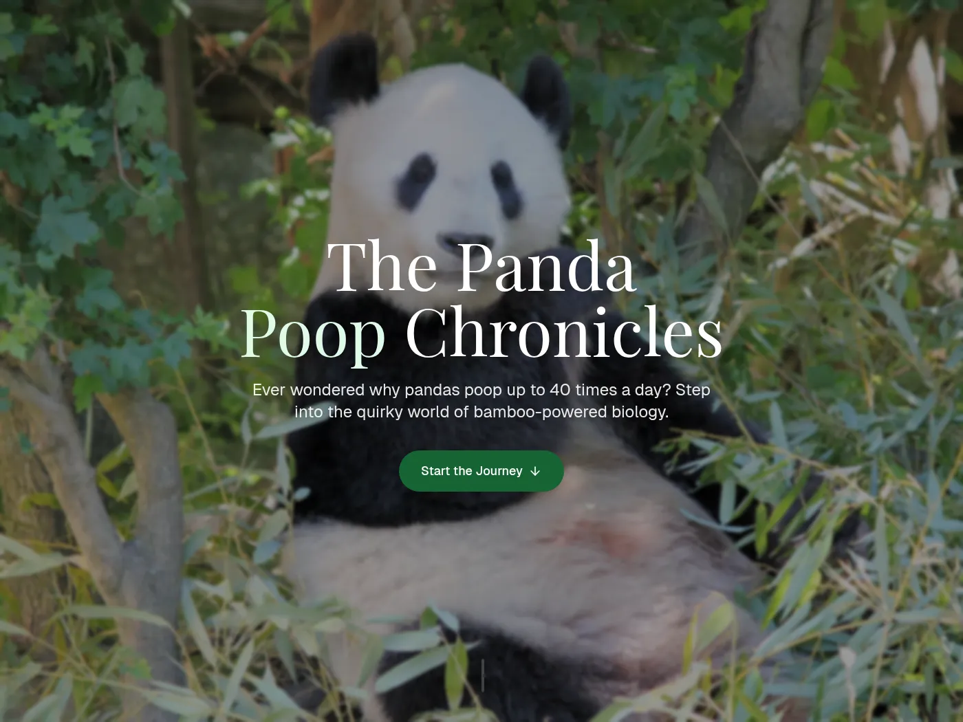 Panda Poop Facts