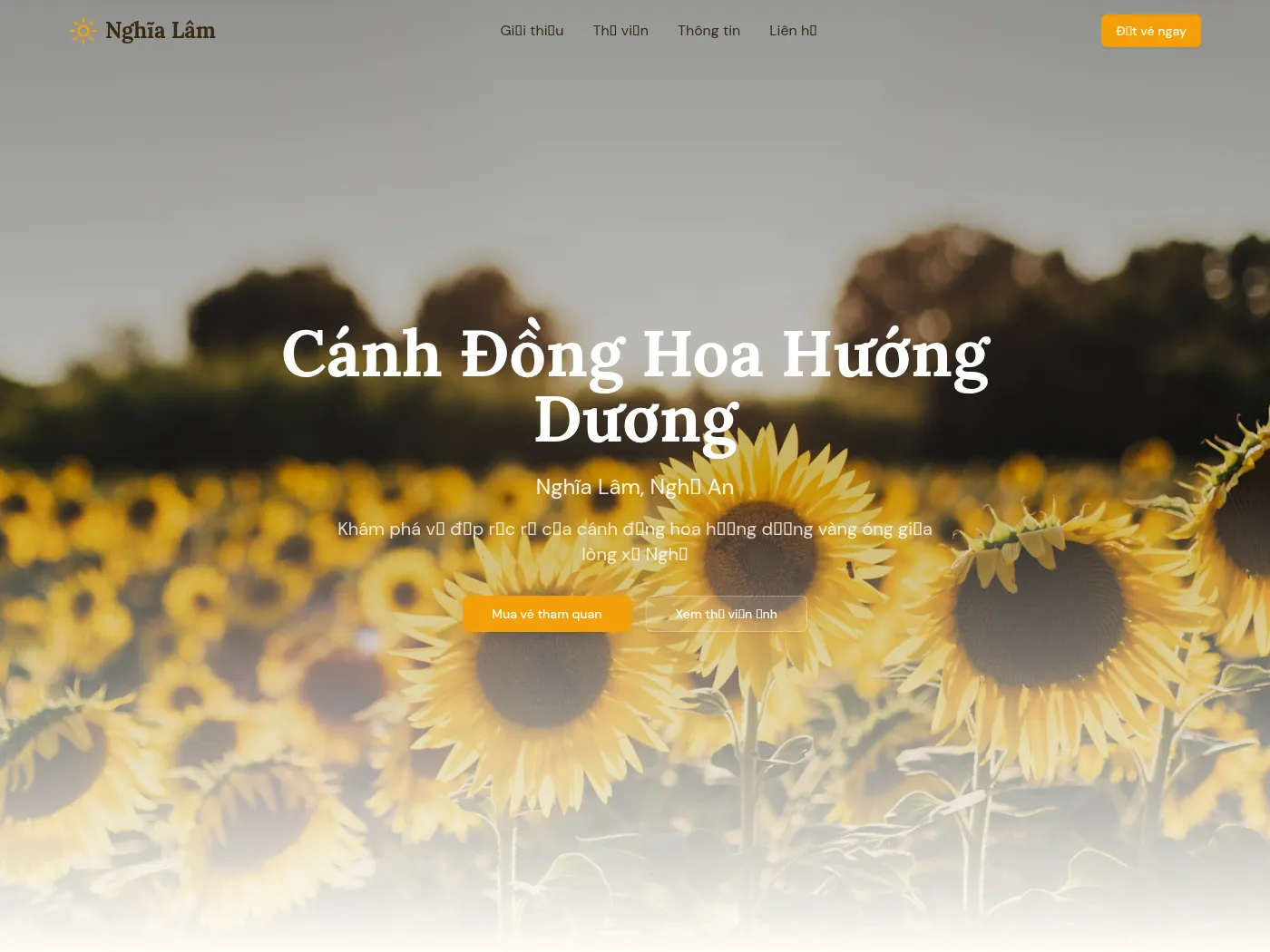 Sunflower Field Nghia Lam